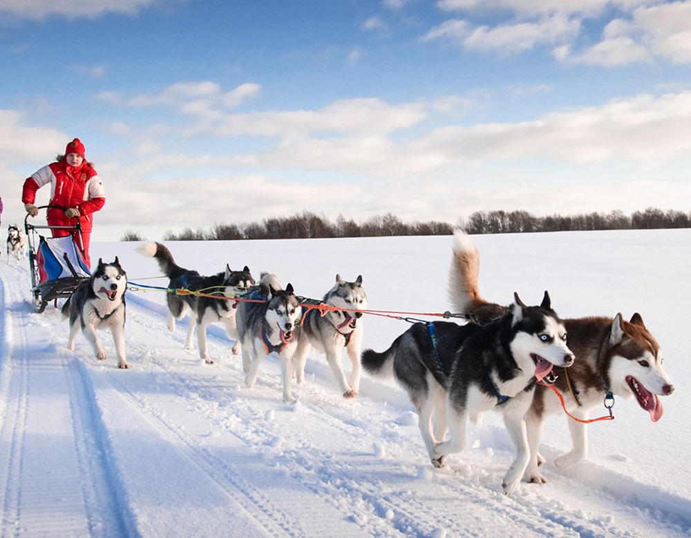 Huskies and the Northern Lights Tour | Rail Discoveries